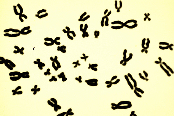 Cell Division | Discovery Education