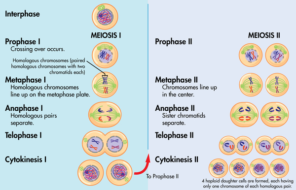 Asexual and Sexual Reproduction | Discovery Education
