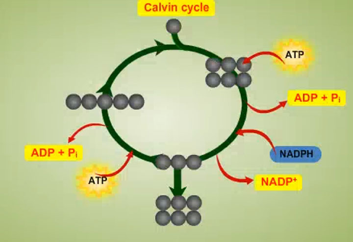 Photosynthesis | Discovery Education