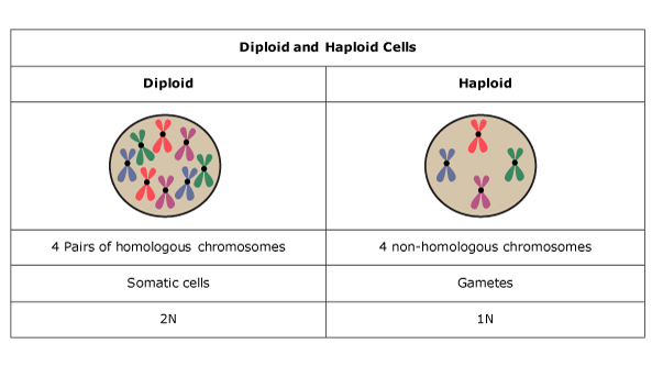 Asexual and Sexual Reproduction | Discovery Education