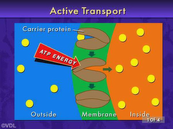 Cell Structure and Function | Discovery Education